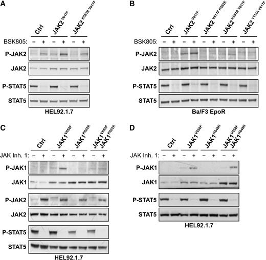 Modulation of Activation-Loop Phosphorylation by JAK Inhibitors Is ...