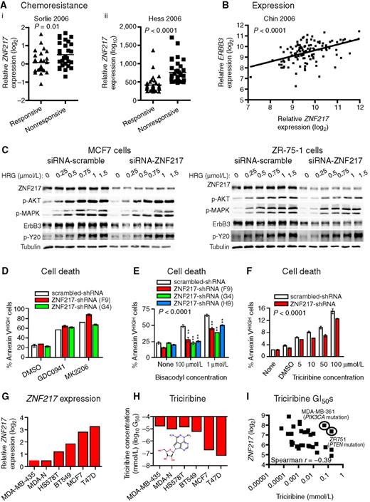 The Transcription Factor ZNF217 Is a Prognostic Biomarker and ...