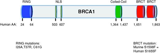 Mechanisms of BRCA1 Tumor Suppression | Cancer Discovery | American ...
