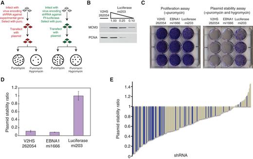 DDX5 Regulates DNA Replication and Is Required for Cell Proliferation ...