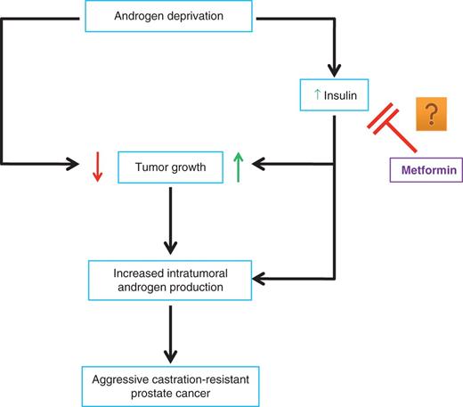 Investigating Metformin for Cancer Prevention and Treatment: The End of ...