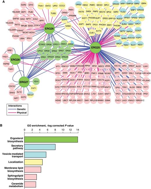 Targeting C4-Demethylating Genes in the Cholesterol Pathway Sensitizes Cancer Cells to EGF ...