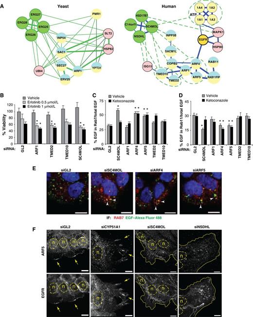 Targeting C4-Demethylating Genes in the Cholesterol Pathway Sensitizes ...