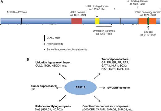 ARID1A Mutations in Cancer: Another Epigenetic Tumor Suppressor ...