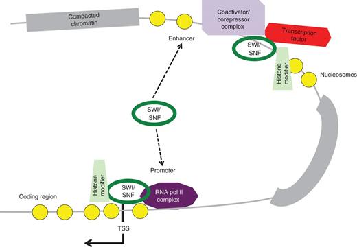 ARID1A Mutations in Cancer: Another Epigenetic Tumor Suppressor ...