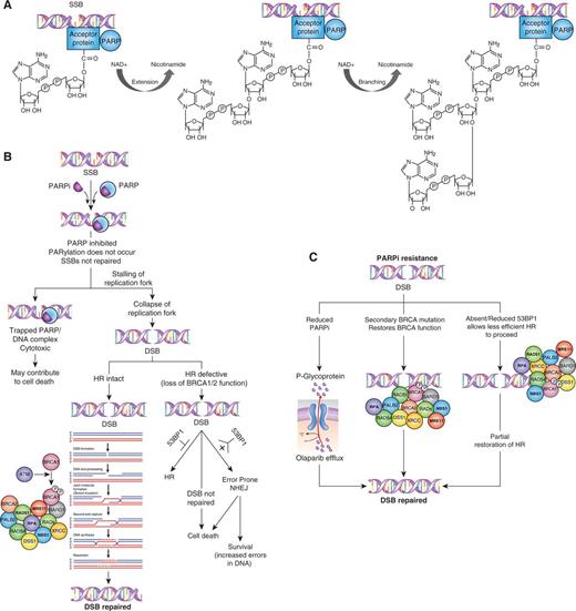 Mechanisms of Resistance to PARP Inhibitors—Three and Counting | Cancer ...