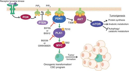 New Connections between Old Pathways: PDK1 Signaling Promotes Cellular ...