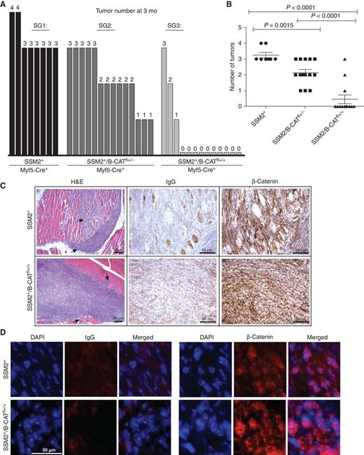 Targeting the Wnt Pathway in Synovial Sarcoma Models | Cancer Discovery ...