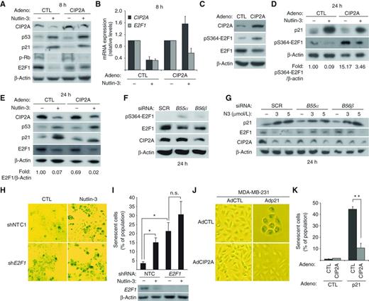 Senescence Sensitivity of Breast Cancer Cells Is Defined by Positive ...