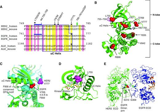 Activating HER2 Mutations in HER2 Gene Amplification Negative Breast ...