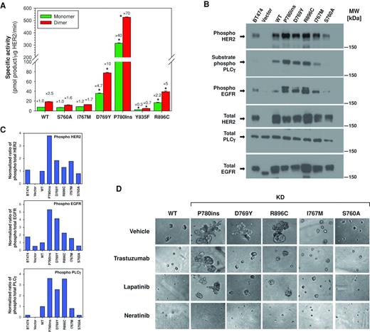 Activating HER2 Mutations in HER2 Gene Amplification Negative Breast ...