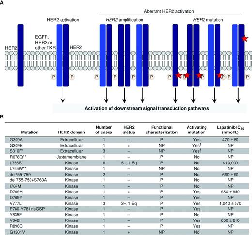 Activating Mutations in HER2: Neu Opportunities and Neu Challenges ...
