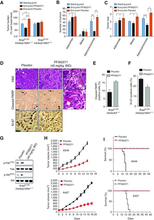 RHOA-FAK Is a Required Signaling Axis for the Maintenance of KRAS ...