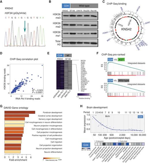 Histone H3.3 Mutations Drive Pediatric Glioblastoma through ...