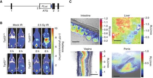 Illuminating Cancer Systems with Genetically Engineered Mouse Models ...