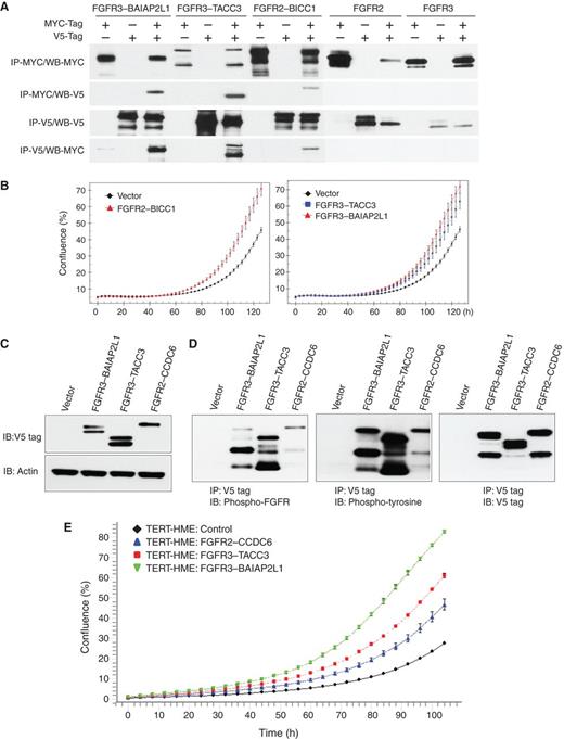 Identification of Targetable FGFR Gene Fusions in Diverse Cancers ...