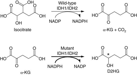 Oncogenic Isocitrate Dehydrogenase Mutations: Mechanisms, Models, and ...