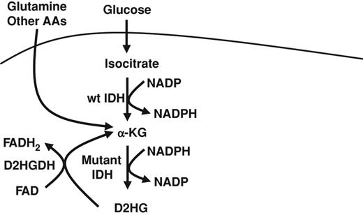 Oncogenic Isocitrate Dehydrogenase Mutations: Mechanisms, Models, and ...
