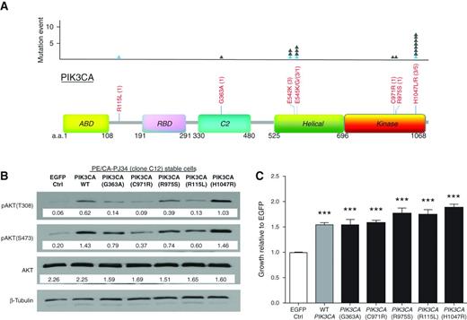 Frequent Mutation of the PI3K Pathway in Head and Neck Cancer Defines ...