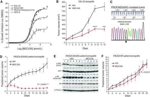 Frequent Mutation of the PI3K Pathway in Head and Neck Cancer Defines ...
