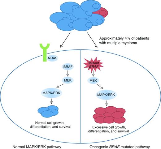 Targeting BRAF in Multiple Myeloma | Cancer Discovery | American ...