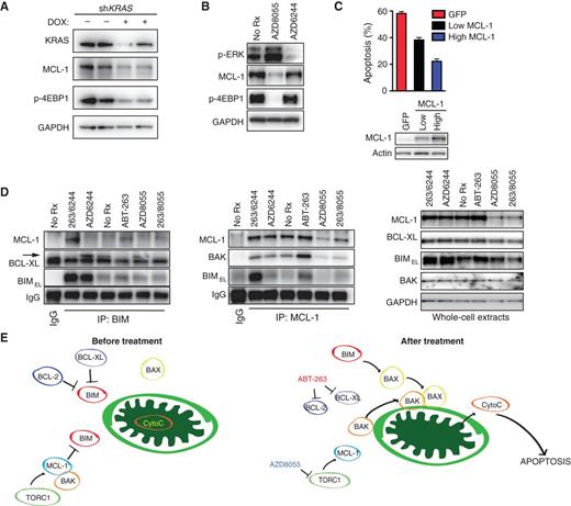 mTOR Inhibition Specifically Sensitizes Colorectal Cancers with KRAS or ...