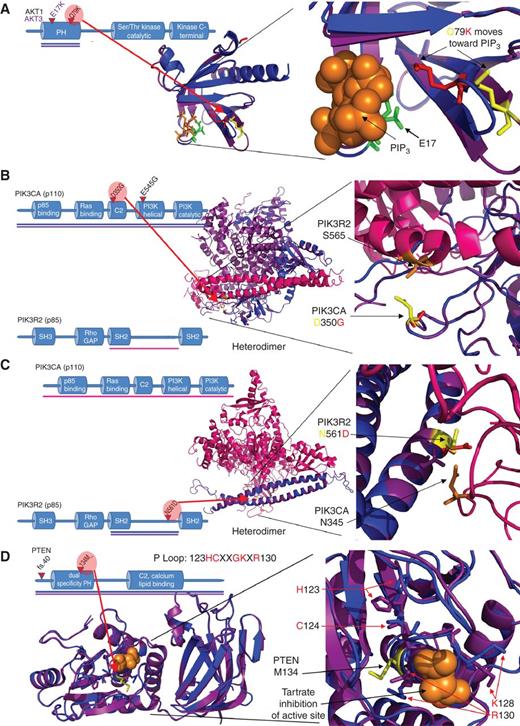 Acquired Resistance and Clonal Evolution in Melanoma during BRAF ...