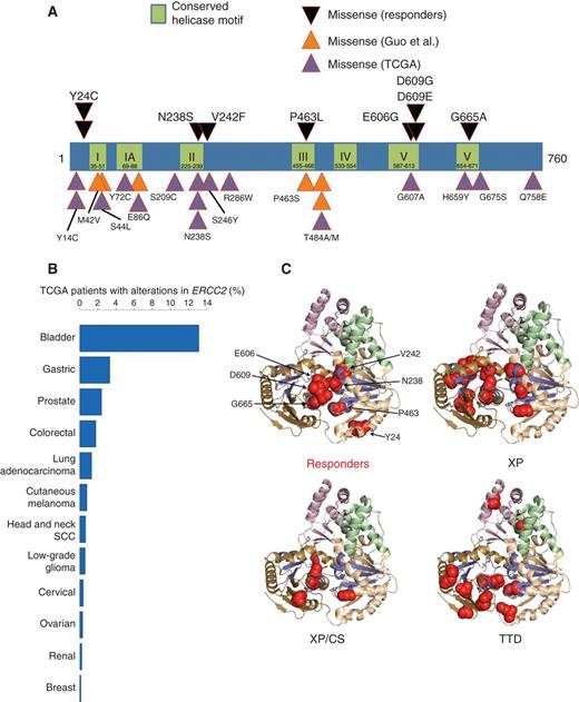 Somatic ERCC2 Mutations Correlate with Cisplatin Sensitivity in Muscle ...