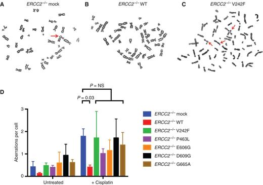Somatic ERCC2 Mutations Correlate with Cisplatin Sensitivity in Muscle ...