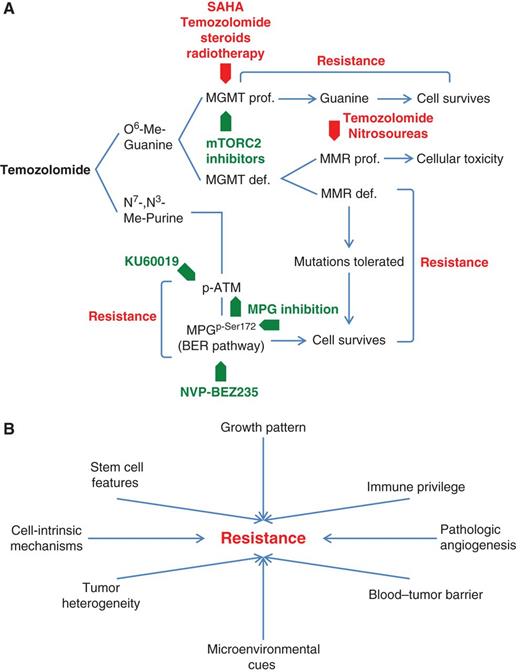 Understanding and Targeting Alkylator Resistance in Glioblastoma ...