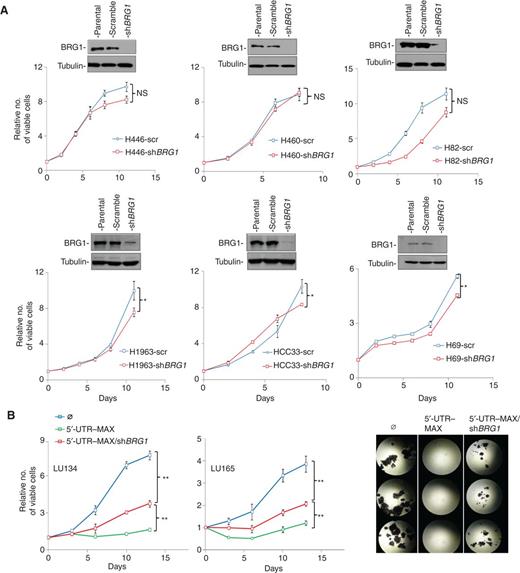 MAX Inactivation in Small Cell Lung Cancer Disrupts MYC–SWI/SNF ...