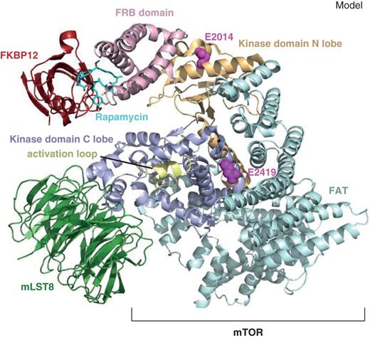Activating mTOR Mutations in a Patient with an Extraordinary Response ...