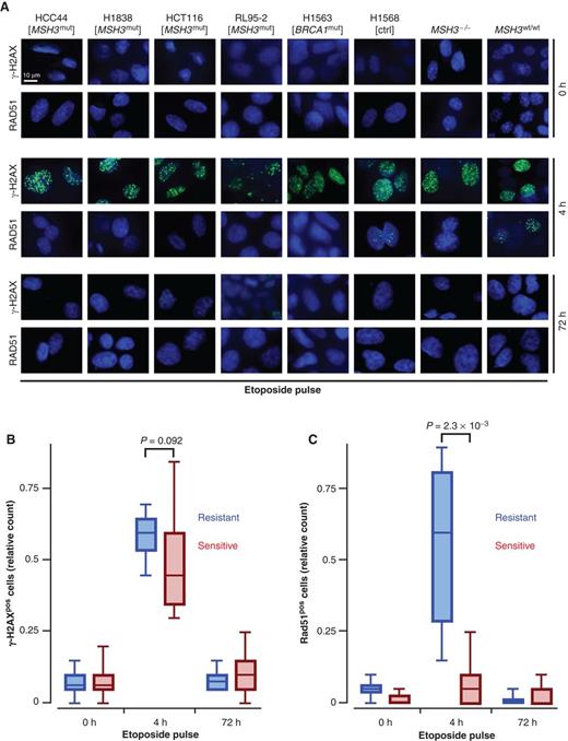 A Functional Cancer Genomics Screen Identifies a Druggable Synthetic ...