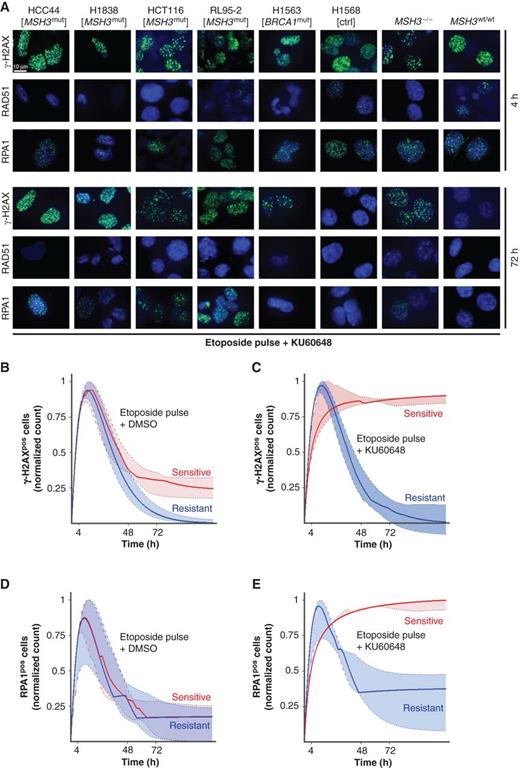 A Functional Cancer Genomics Screen Identifies a Druggable Synthetic ...