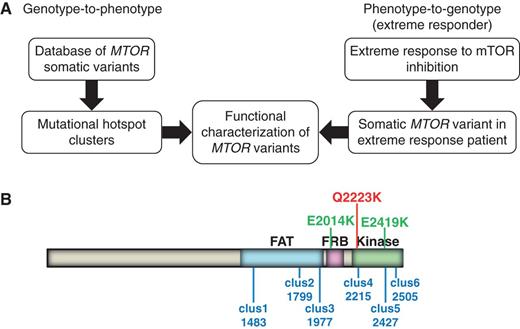 MTOR Mutations in the Crosshairs of Targeted Therapy | Cancer Discovery ...