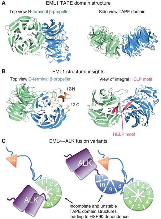 EML4–ALK Fusions: Propelling Cancer but Creating Exploitable Chaperone ...