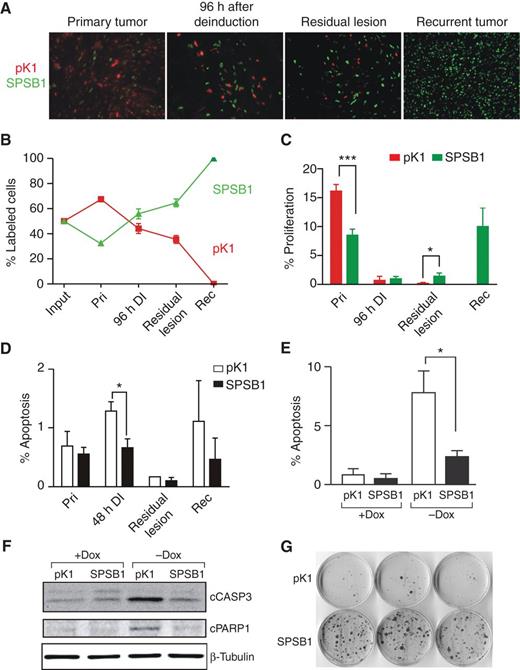 SPSB1 Promotes Breast Cancer Recurrence by Potentiating c-MET Signaling ...