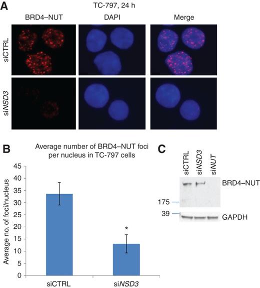 NSD3–NUT Fusion Oncoprotein in NUT Midline Carcinoma: Implications for ...
