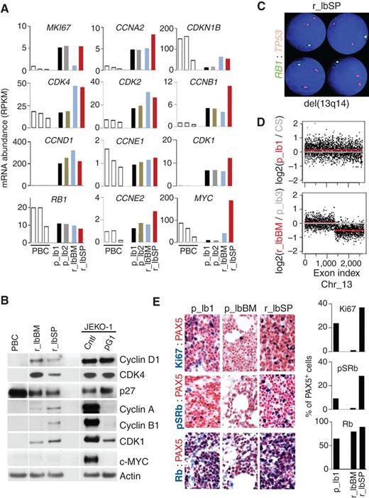 Cell-Cycle Reprogramming for PI3K Inhibition Overrides a Relapse ...