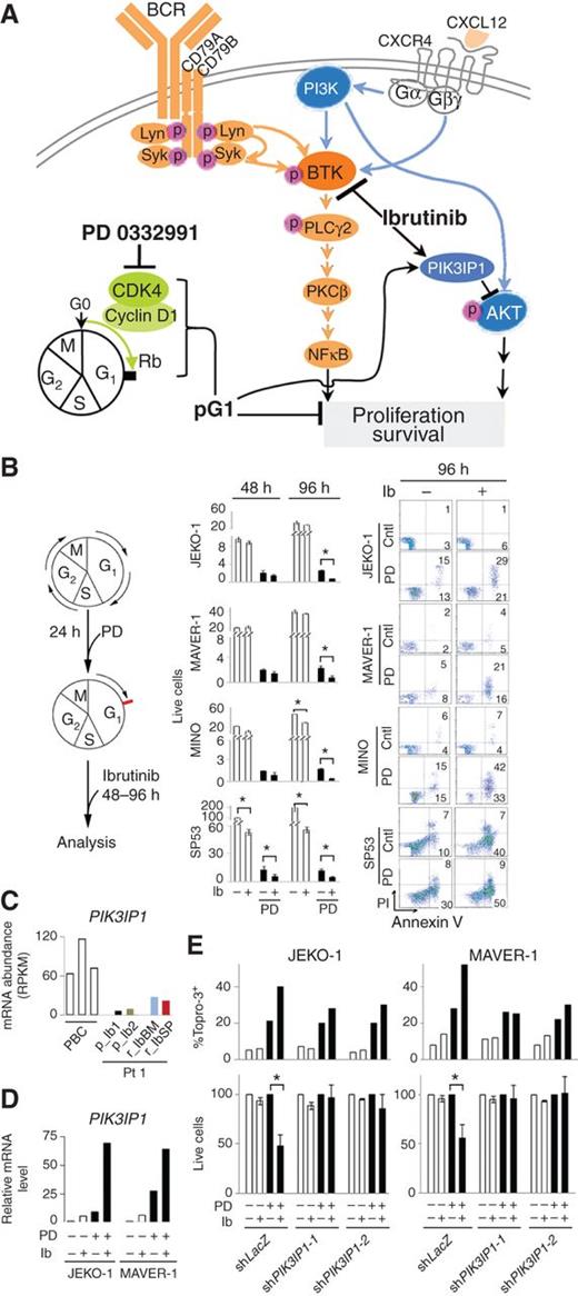 Cell-Cycle Reprogramming for PI3K Inhibition Overrides a Relapse ...