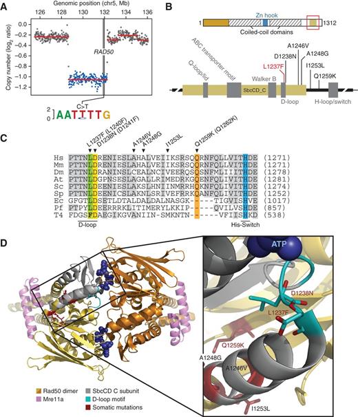 Synthetic Lethality in ATM-Deficient RAD50-Mutant Tumors Underlies ...