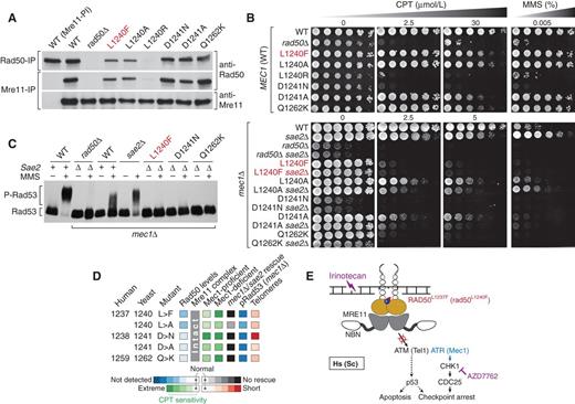 Synthetic Lethality in ATM-Deficient RAD50-Mutant Tumors Underlies ...