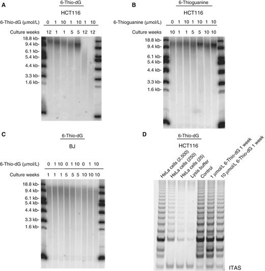 Induction of Telomere Dysfunction Mediated by the Telomerase Substrate ...