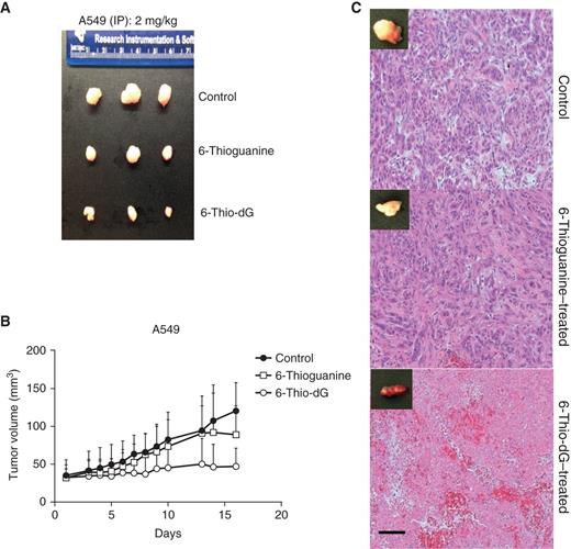 Induction of Telomere Dysfunction Mediated by the Telomerase Substrate ...