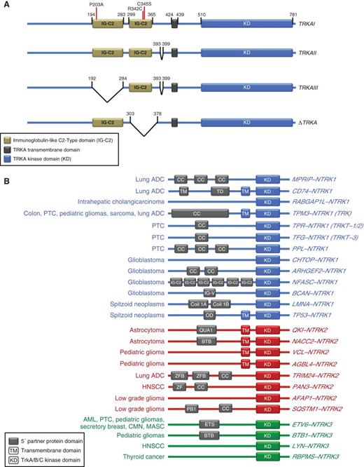 TRKing Down an Old Oncogene in a New Era of Targeted Therapy | Cancer ...