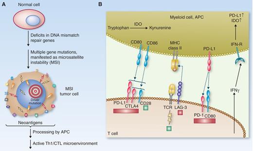 The Microsatellite Instable Subset of Colorectal Cancer Is a ...