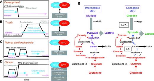 MYC, Metabolism, and Cancer | Cancer Discovery | American Association ...