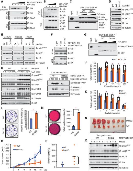 Ptdins 3 4 5 P3 Dependent Activation Of The Mtorc2 Kinase Complex