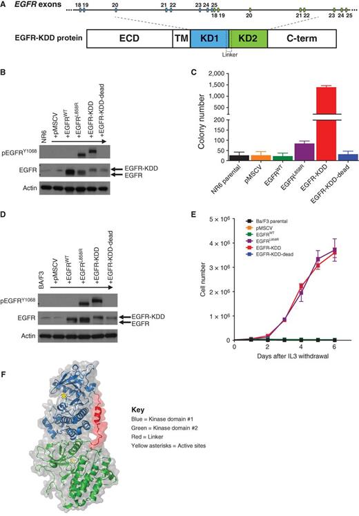 EGFR Kinase Domain Duplication (EGFR-KDD) Is a Novel Oncogenic Driver ...