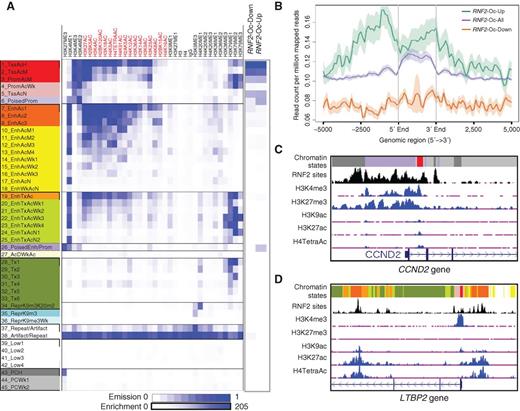 Dual Roles of RNF2 in Melanoma Progression | Cancer Discovery ...